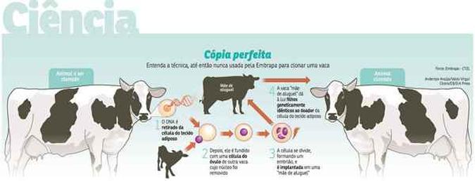 Emprapa anuncia a criação de Brasília, mais uma vaca clonada - Ciência ...