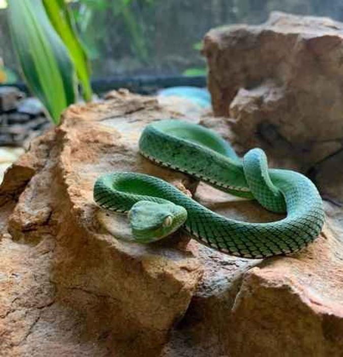 Após naja, víbora-verde-de-voguel tem ensaio divulgado por zoo de ...