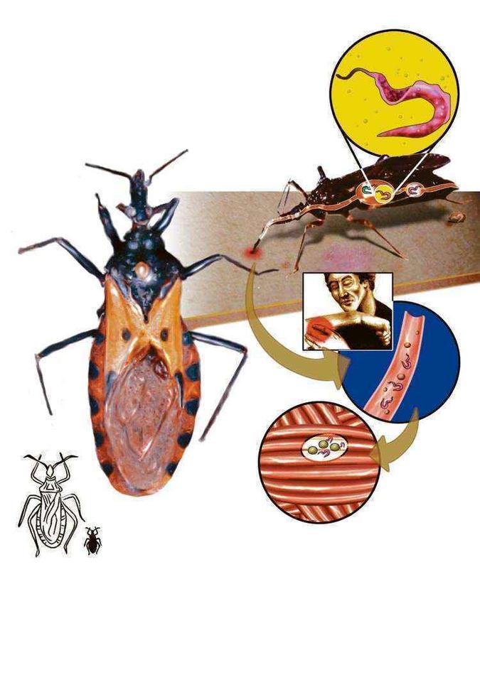 Aplicativo desenvolvido pela Fiocruz identifica barbeiro do mal de ...