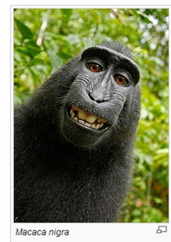 Britânico reivindica propriedade da imagem após macaco tirar "selfie ...