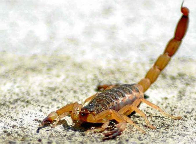 Esforço internacional tenta criar soro que combata veneno de escorpiões ...