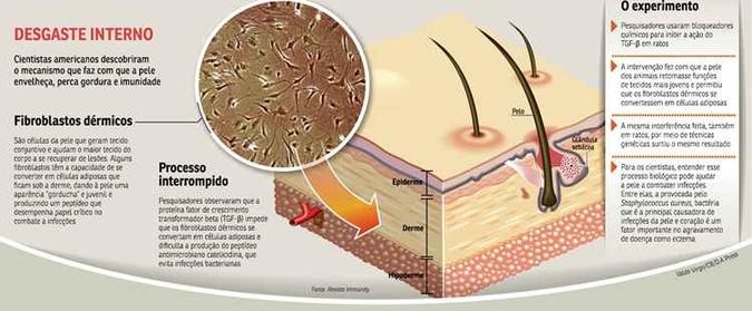 Pesquisadores compreendem processo que leva à perda de elasticidade da ...