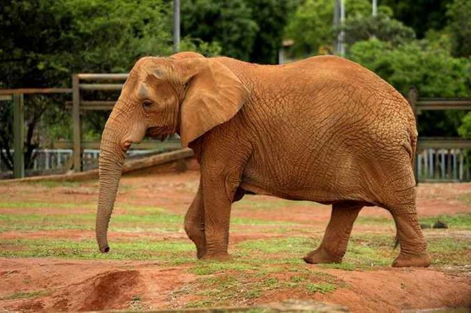 Zoológico de Brasília completa 60 anos; relembre fatos marcantes - Cidades