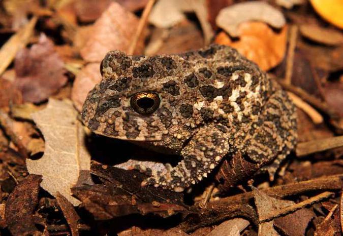 Anfíbios da Mata Atlântica ameaçados de desaparecer pelo aquecimento ...