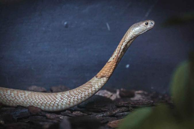 Cobras exóticas como naja e víbora ameaçam espécies nativas do cerrado ...